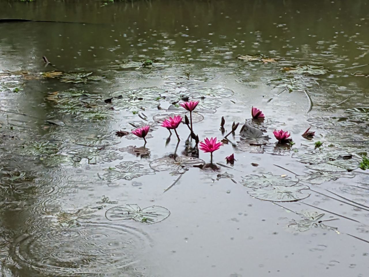 Al-Amin Hossain - Portfolio